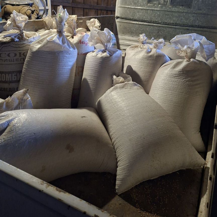 Зерно пшеница