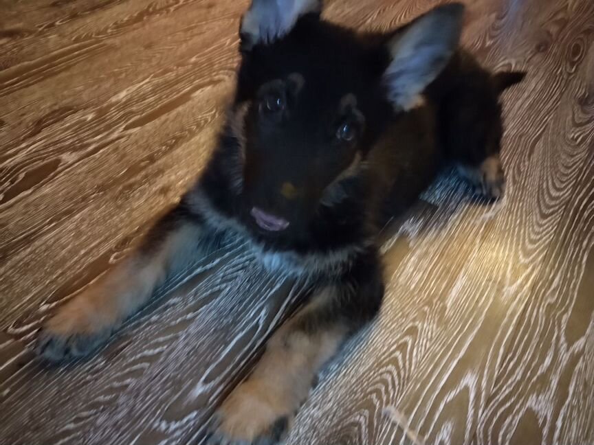 Собака немецкая овчарка