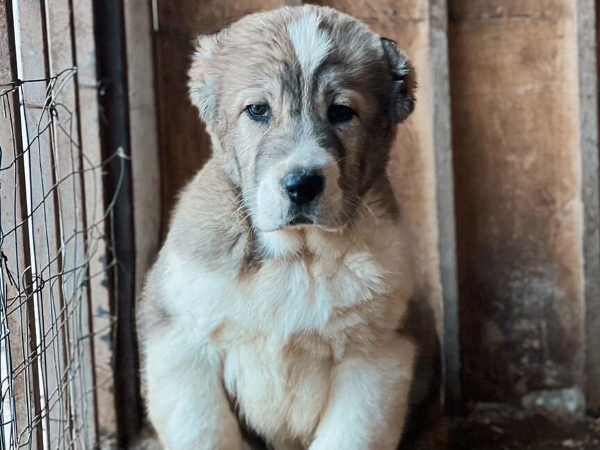 Шикардос для охраны