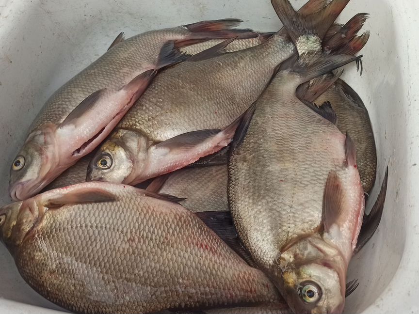 Свежая речная рыба