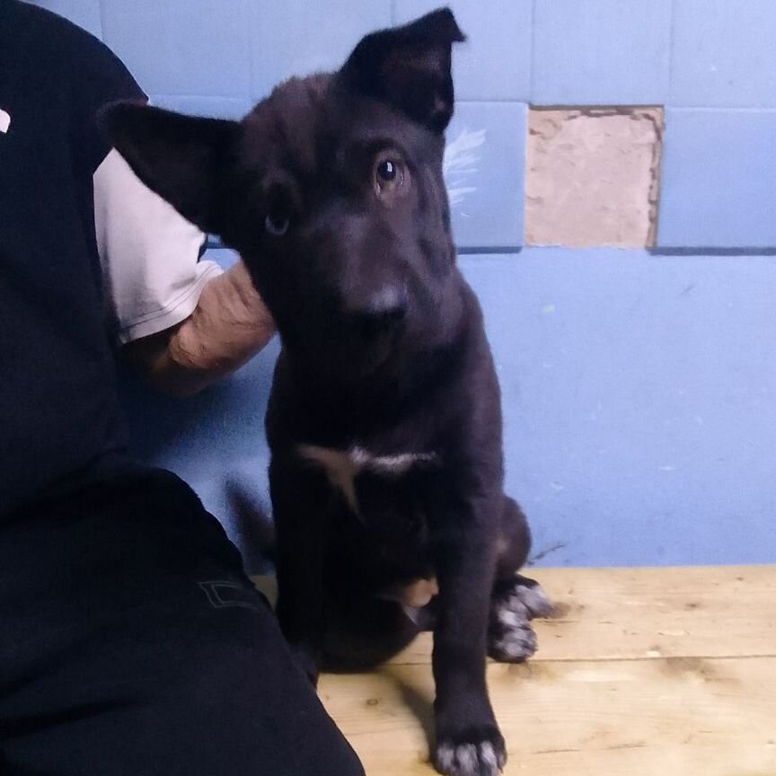 Аляскинский хаски, щенок