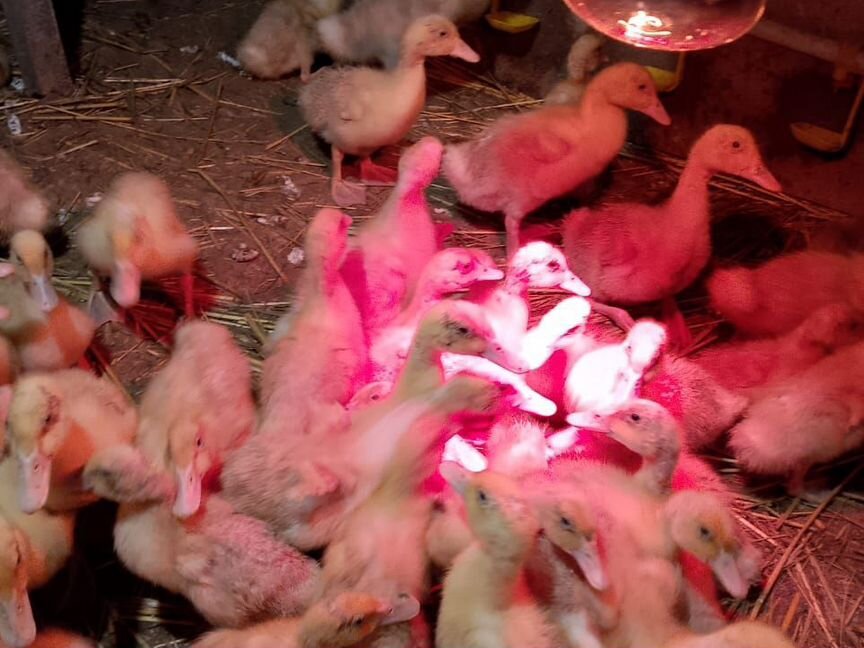 Утята ст-5, старт 53, 3 недели