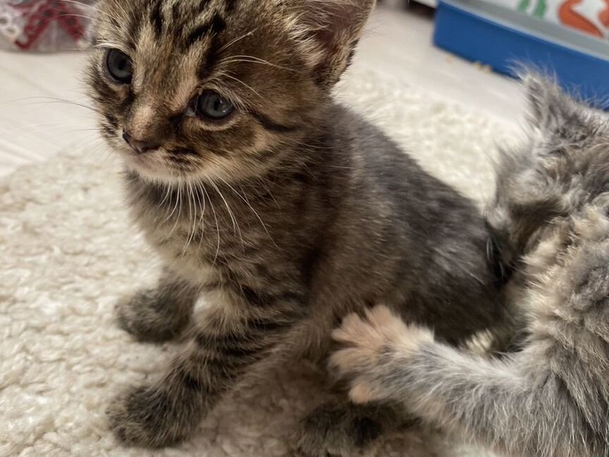 Кошки в добрые руки бесплатно