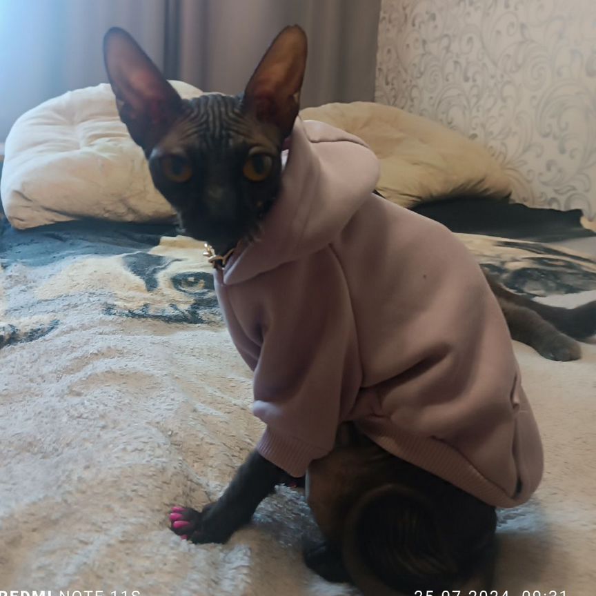 Донской сфинкс кошечка