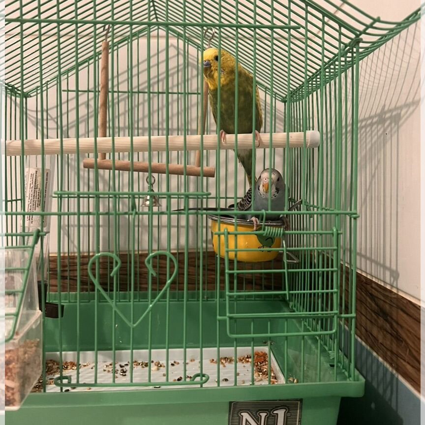 Попугай волнистый