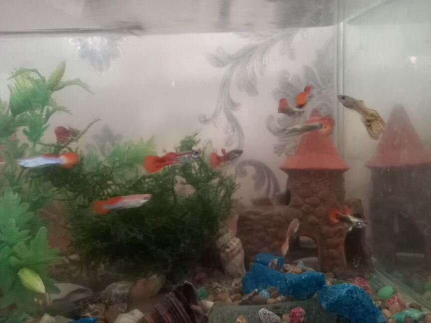 Продам самцов гуппи