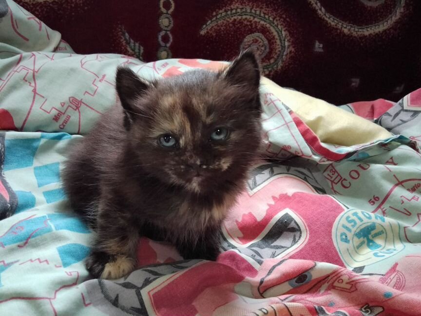 Кошка