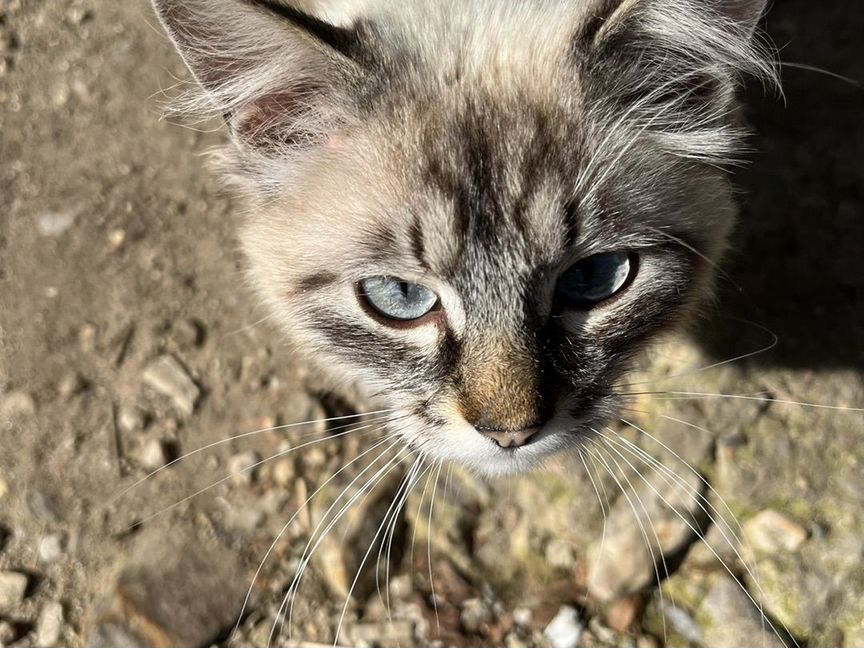 Найдена кошка
