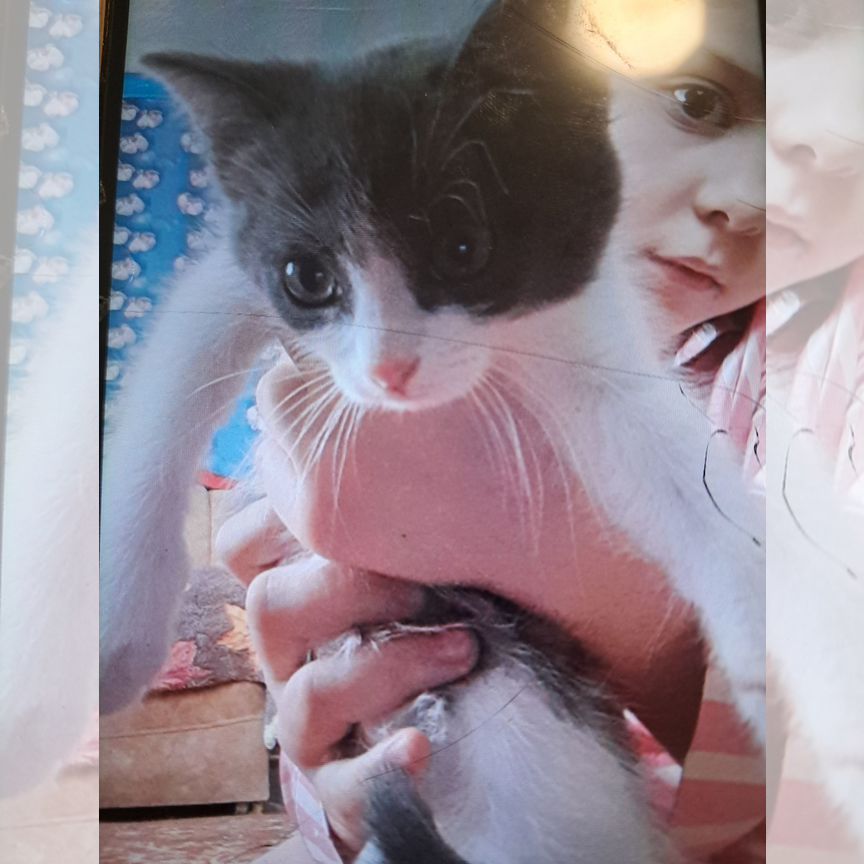 Русский голубой котёнок