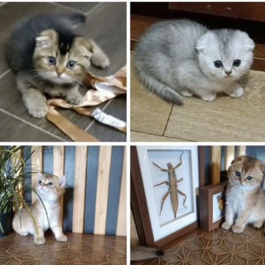 Шотландские котята