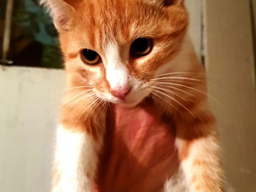 Рыжего котика - в добрые руки