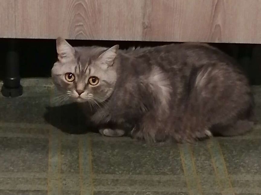 Британский кот