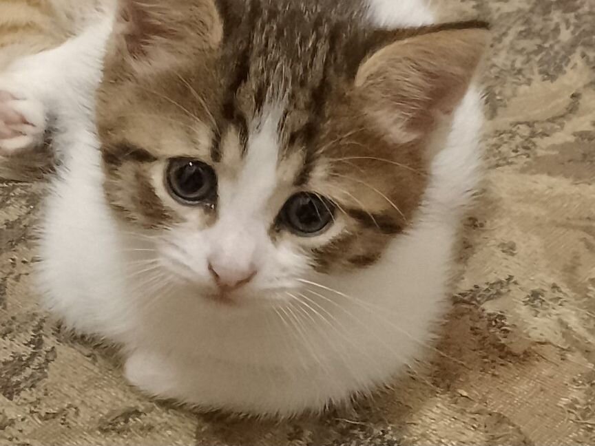 Котята бесплатно