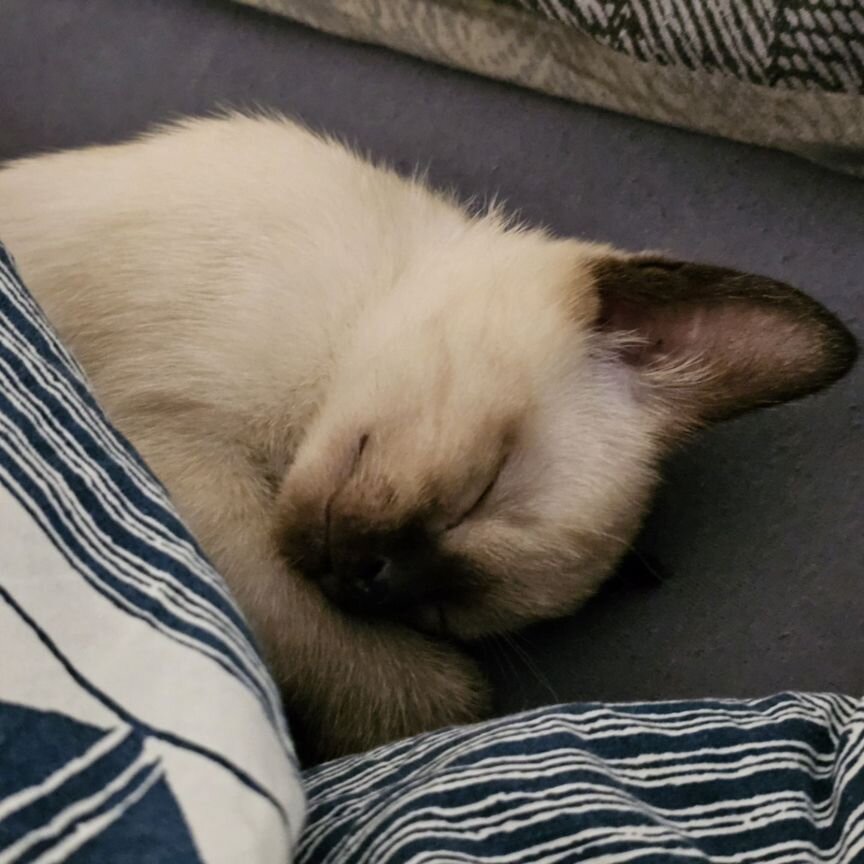 Тайский котенок