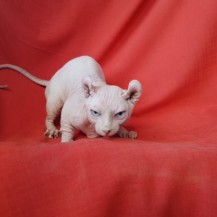Котик двэльф