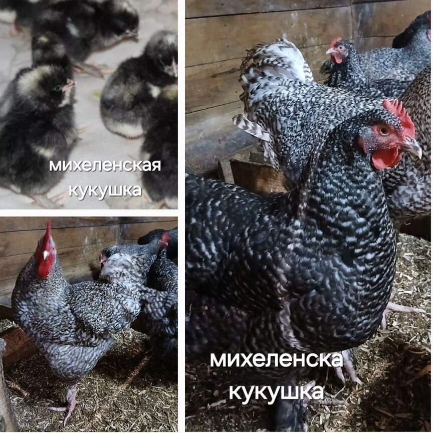 Цыплята, инкубационное яйцо