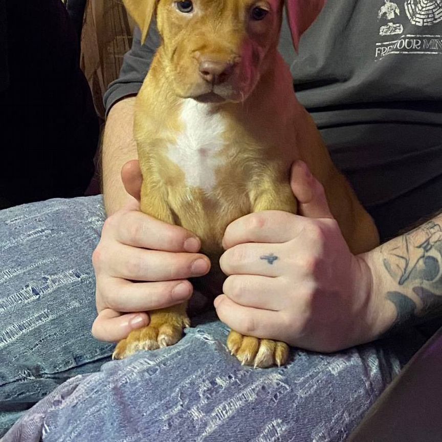 Щенки амстаффа