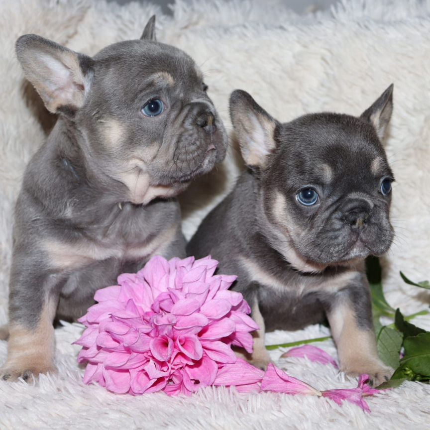 Французский бульдог щенки