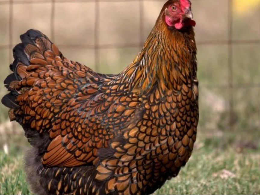 Виандот черное золото, инкубационное яйцо