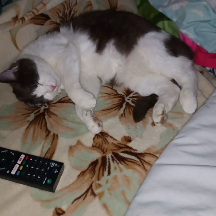 Котята в добрые руки бесплатно
