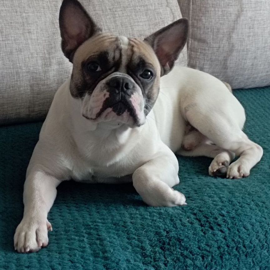 Вязка собак французский бульдог