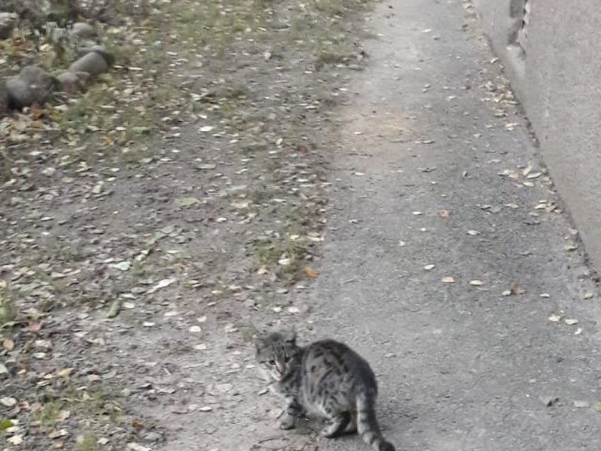 Замерзает на улице котенок