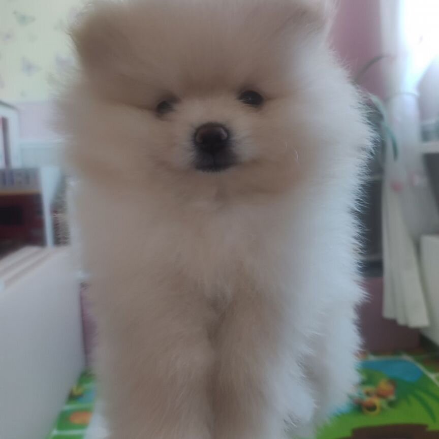 Кремовый мальчик мини шпиц