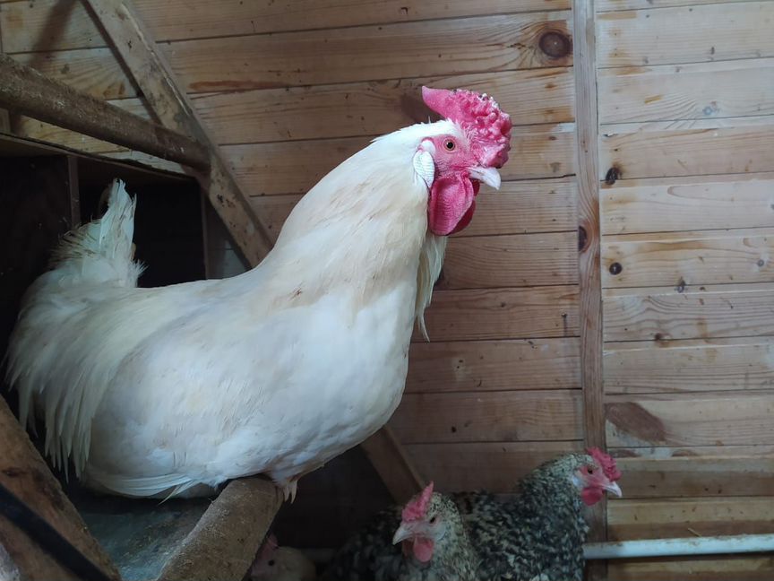 Инкубационное яйцо Пушкинской породы кур