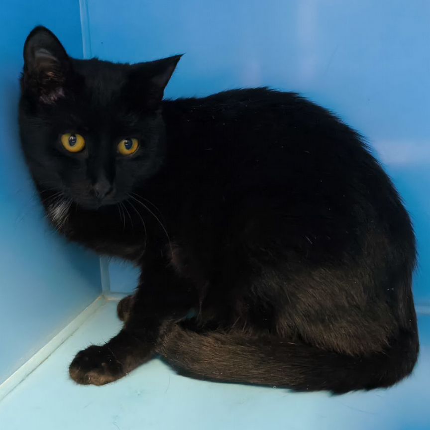 Взрослый кот в добрые руки