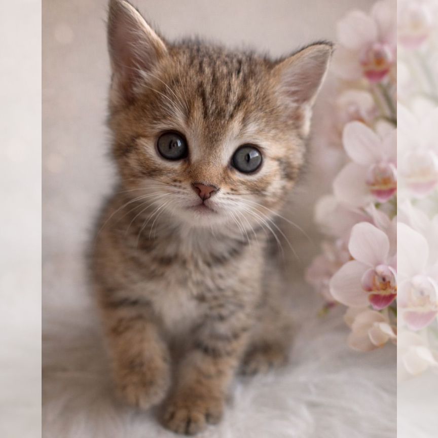 Котёнок в добрые руки