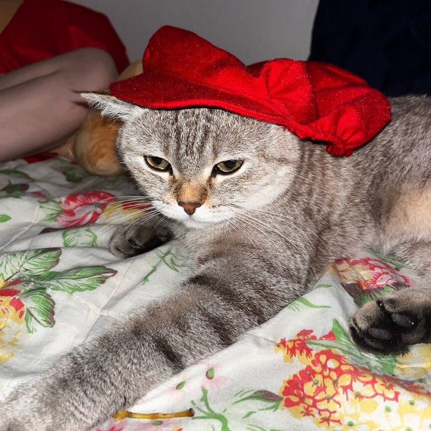 Шотландская прямоухая короткошёрстная, взрослая кошка