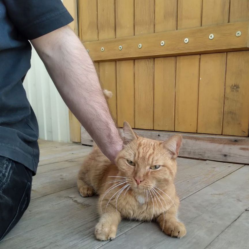 Найден кот