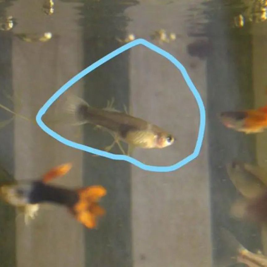 Гуппи самки