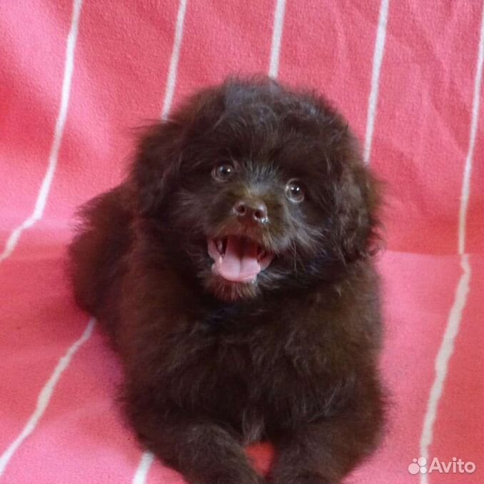 Сладкая парочка твикс