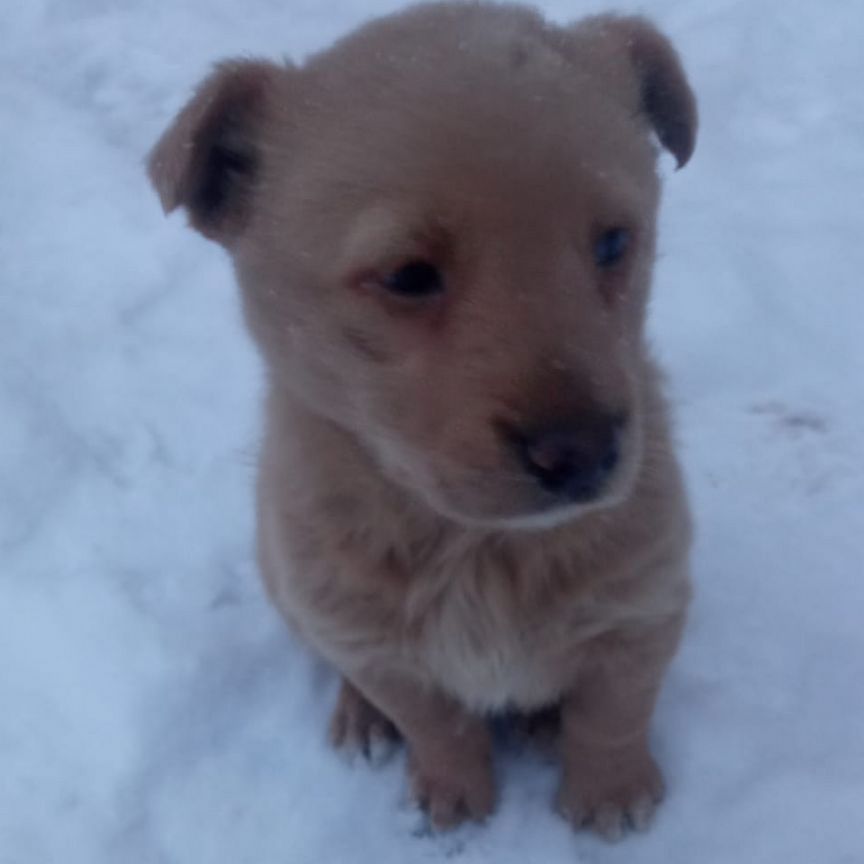 Щенок в добрые руки