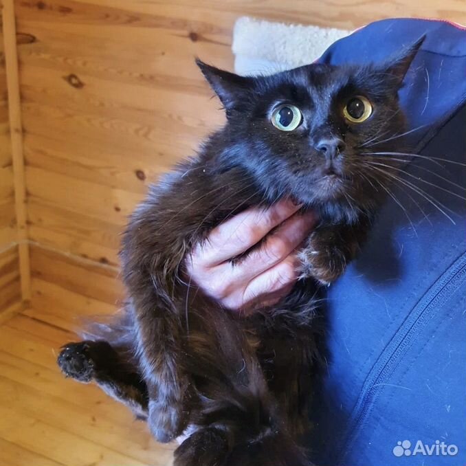 50 кошек садиста