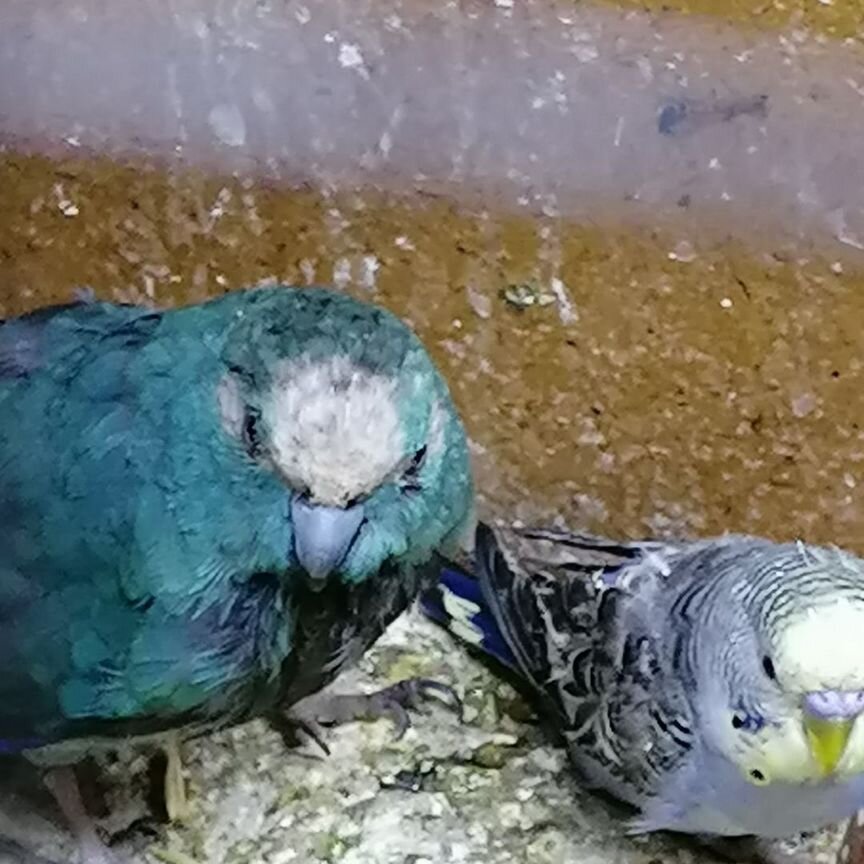 Попугай какарик