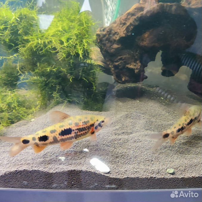 Лепоринус гранти Leporinus granti