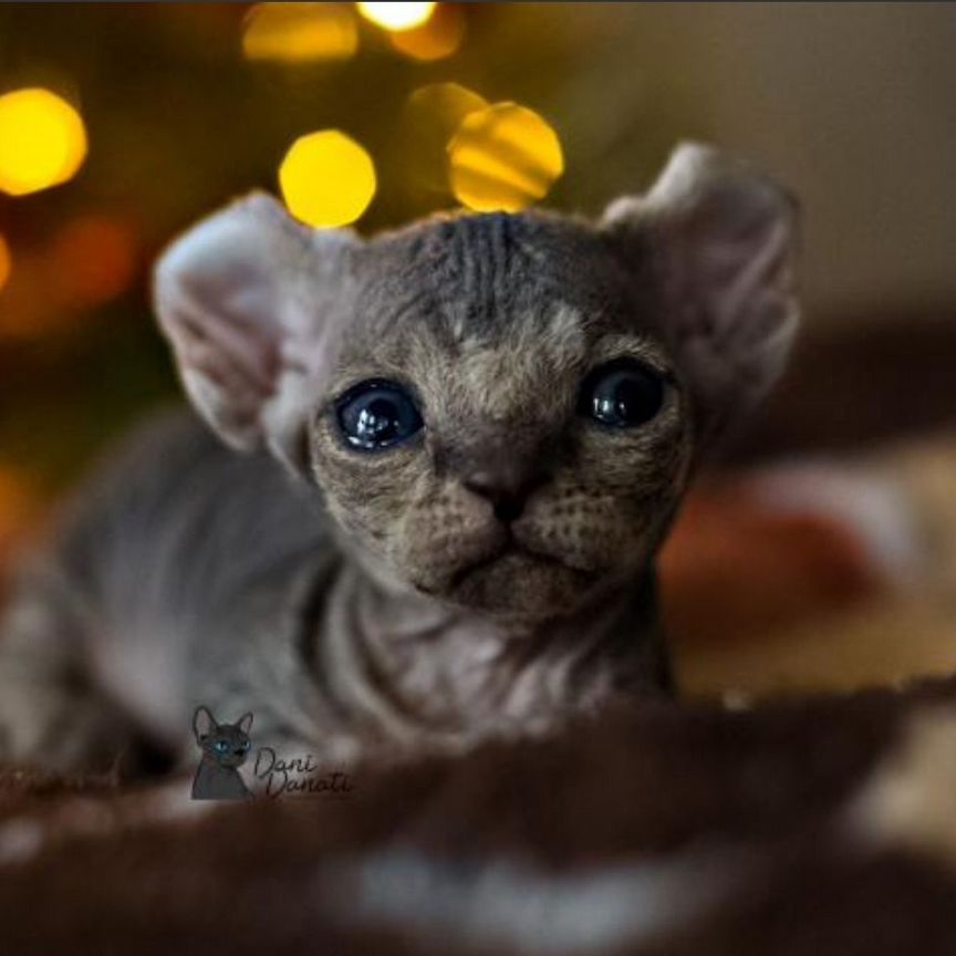 Кукольные девочки Эльфы