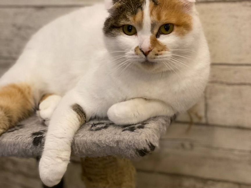 Шотландская вислоухая кошка бесплатно трехцветка