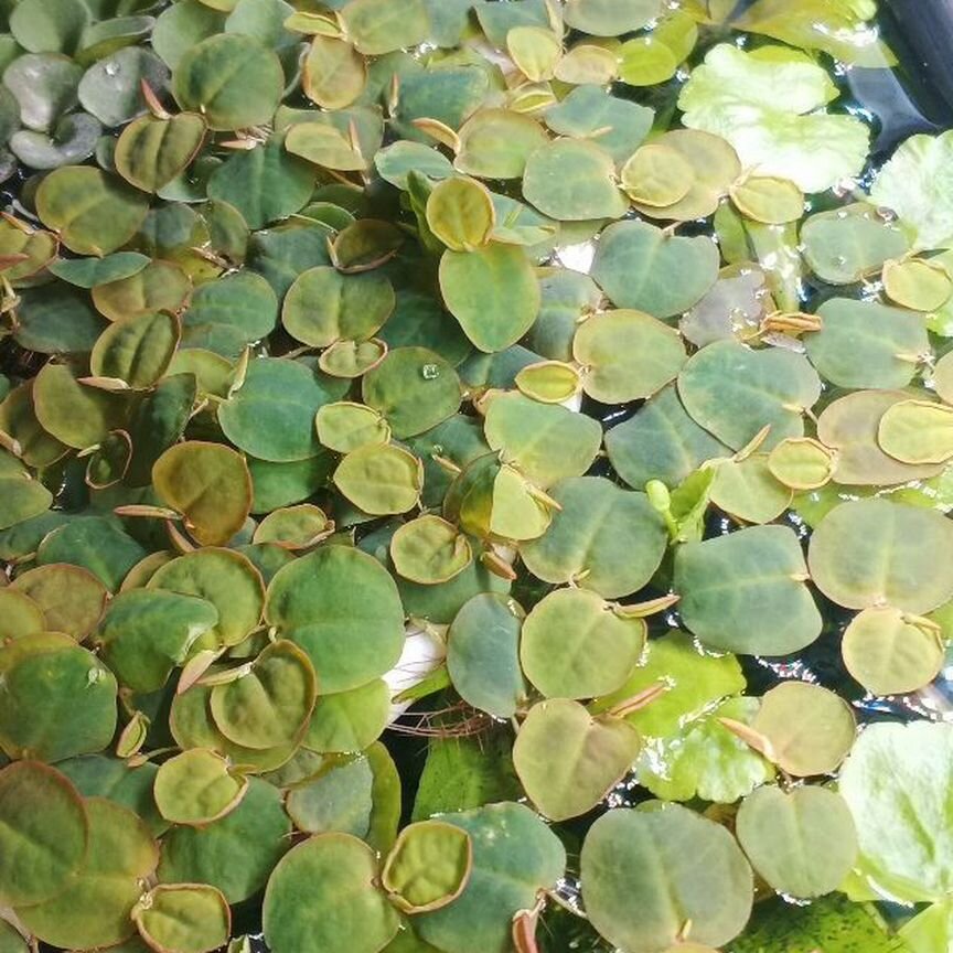 Аквариумное растение