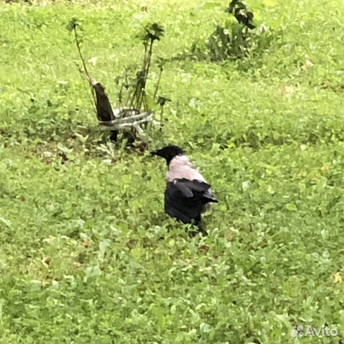 Ворона с подбитым крылом