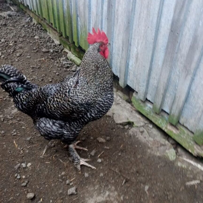 Молодой петух