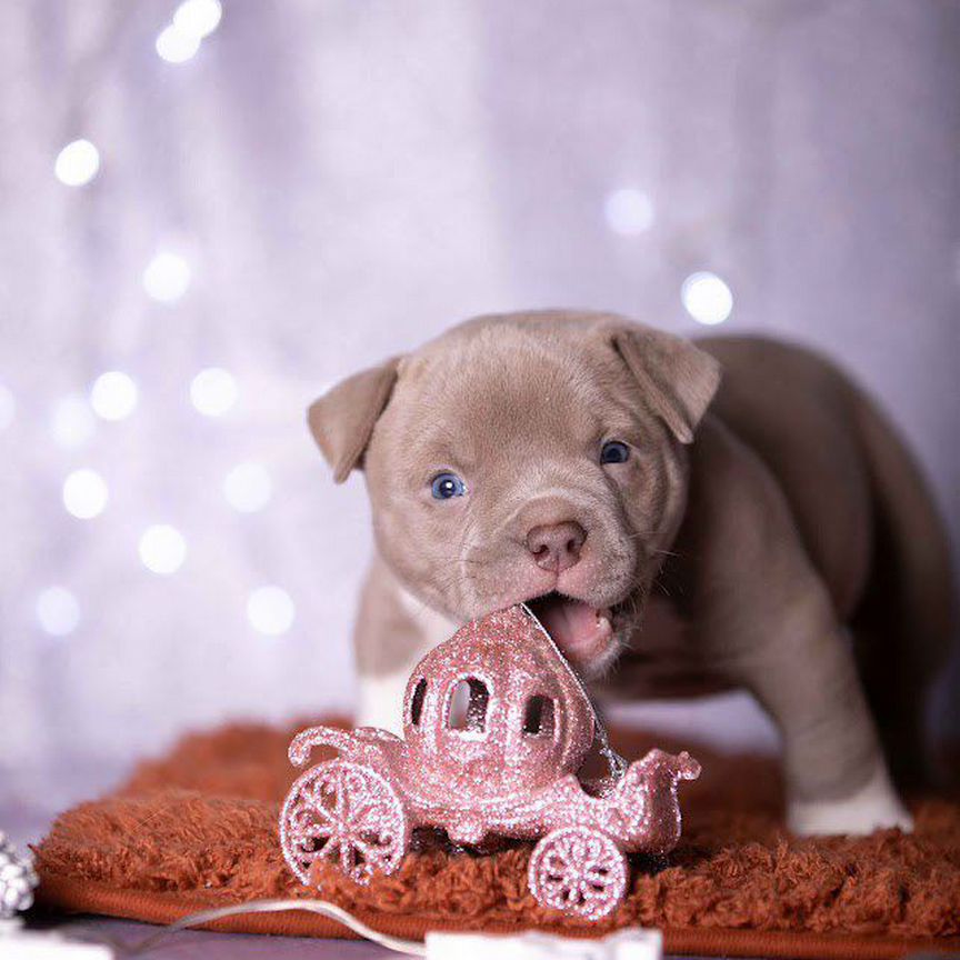 Малыши американского булли