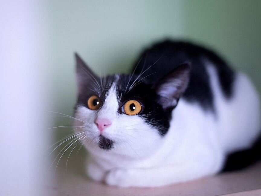 Котёнок, малышка Фрея, в добрые руки