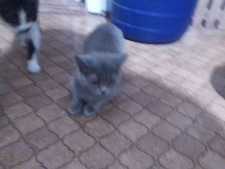 Вязка кошка