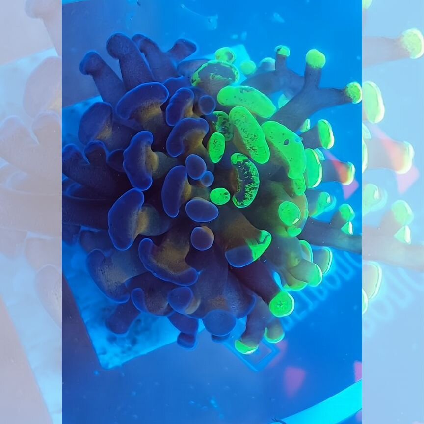 Эуфилии коллекционные распродам