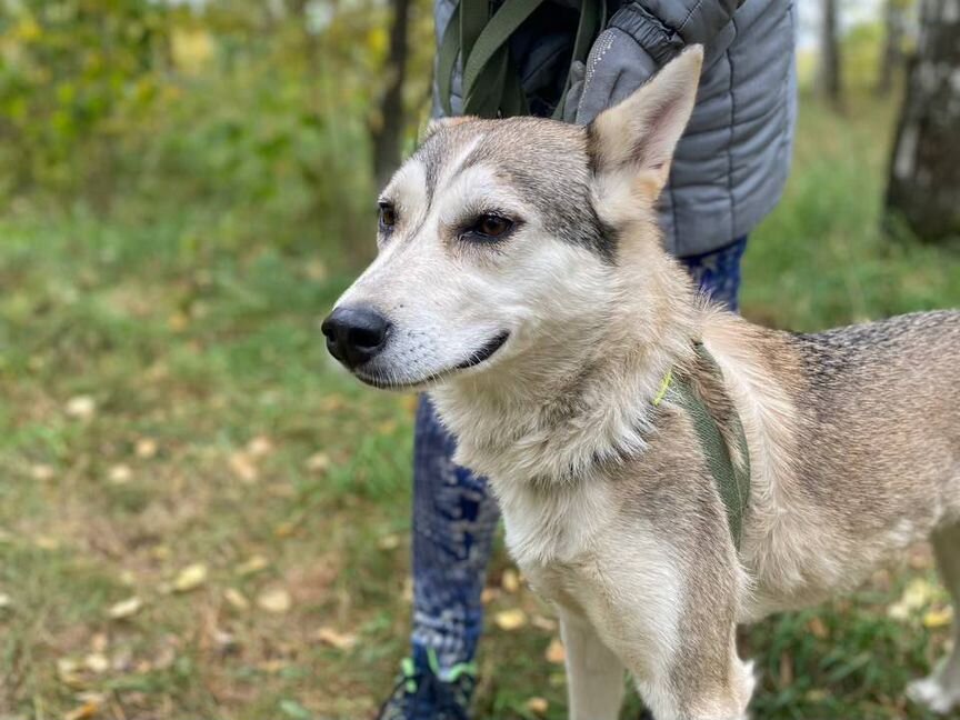 Собака в добрые руки бесплатно из приюта ищет дом