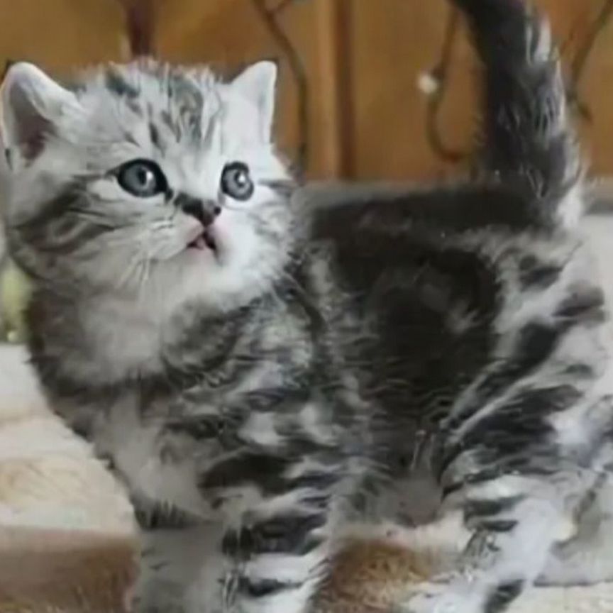 Шотландский вислоухий короткошёрстный котёнок