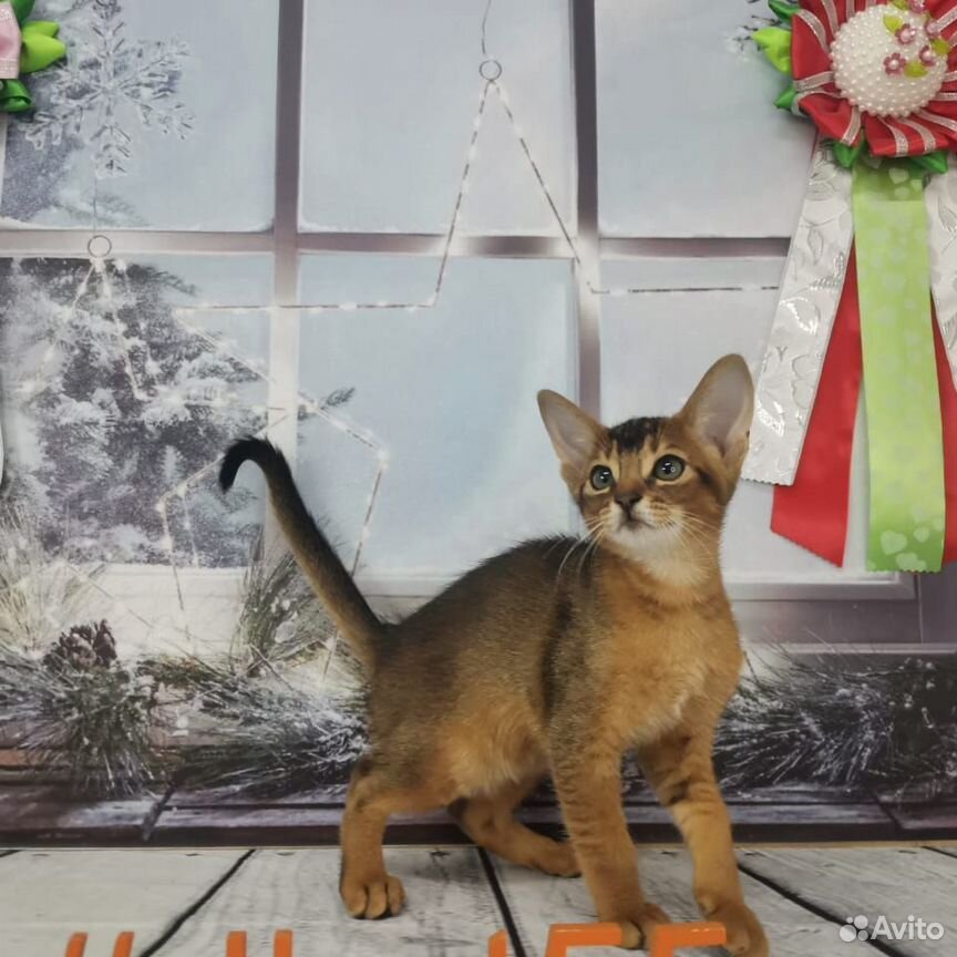Абиссинские котята дикий окрас